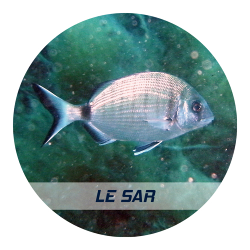 Poissons - FABIEN FERNANDEZ FISHING